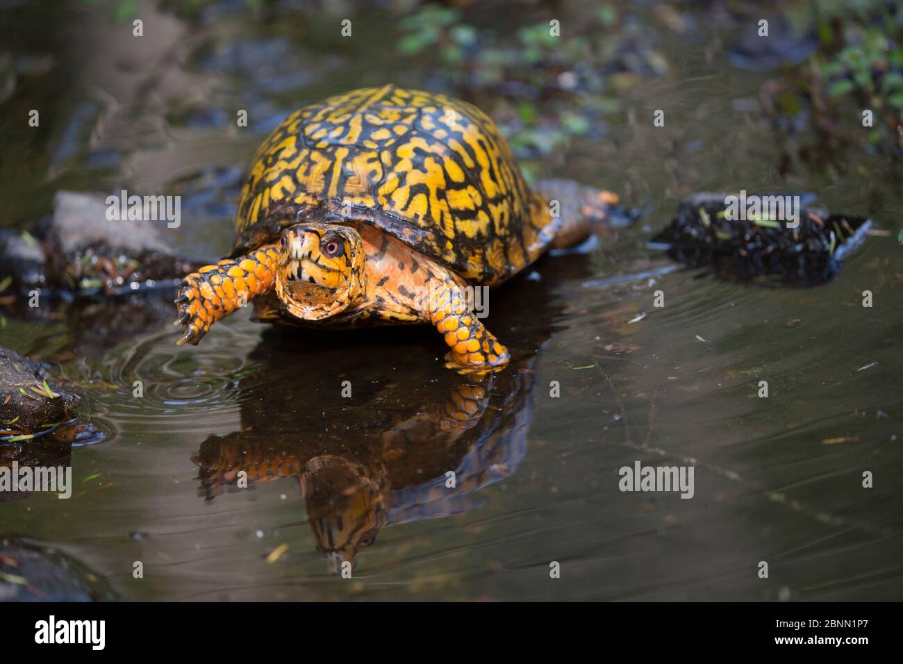 Male Eastern Box Turtle (Terrapene carolina carolina) crossing a ...