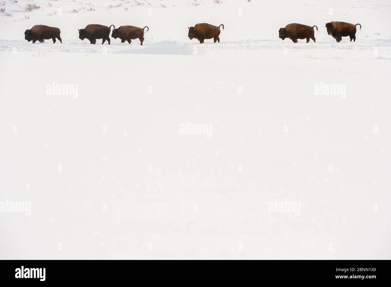 Bison bison herd walking hi-res stock photography and images - Alamy