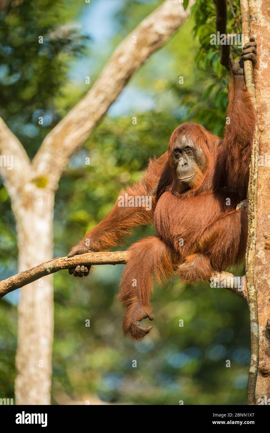 Female Bornean orangutan (Pongo pygmaeus) sitting in a tree, Tanjung ...