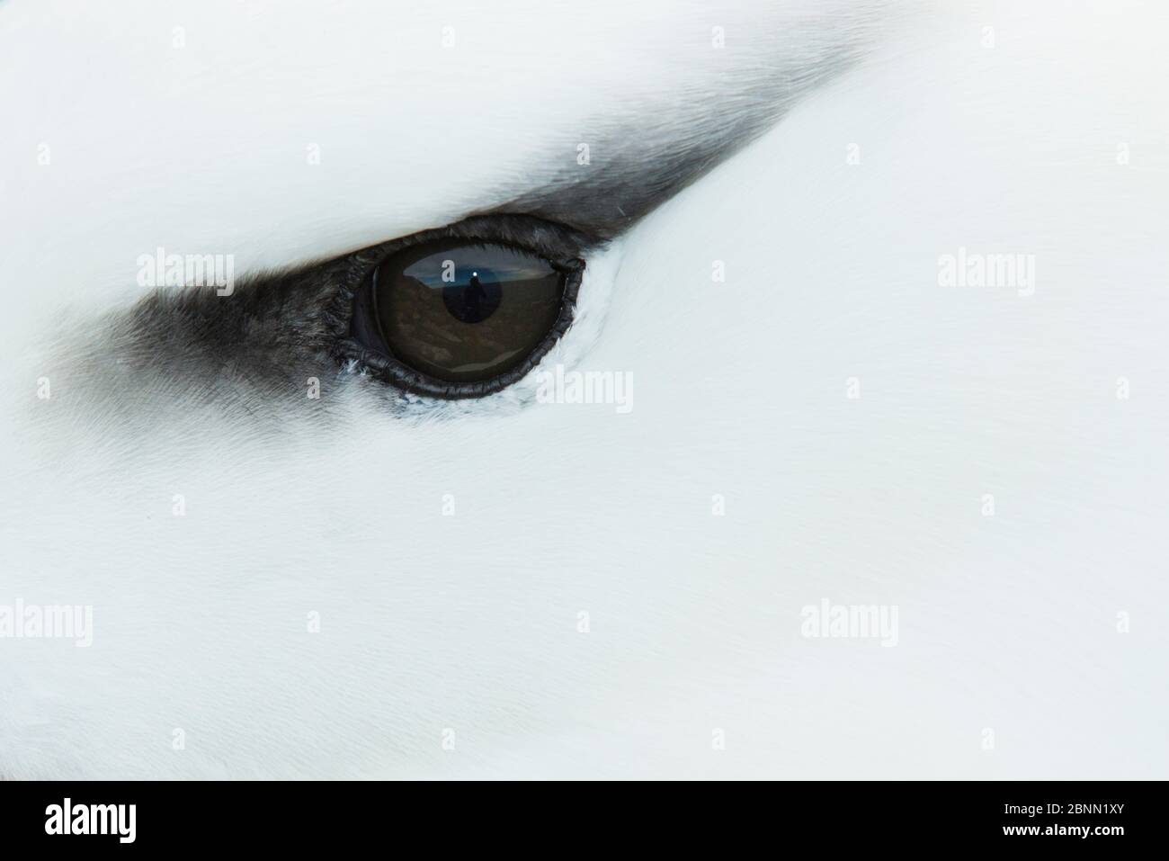 Close up of eye of Black-browed albatross (Thalassarche melanophris ...