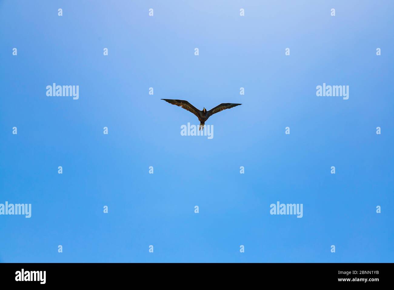 A single frigate bird gliding on an air current with a blue gradient ...
