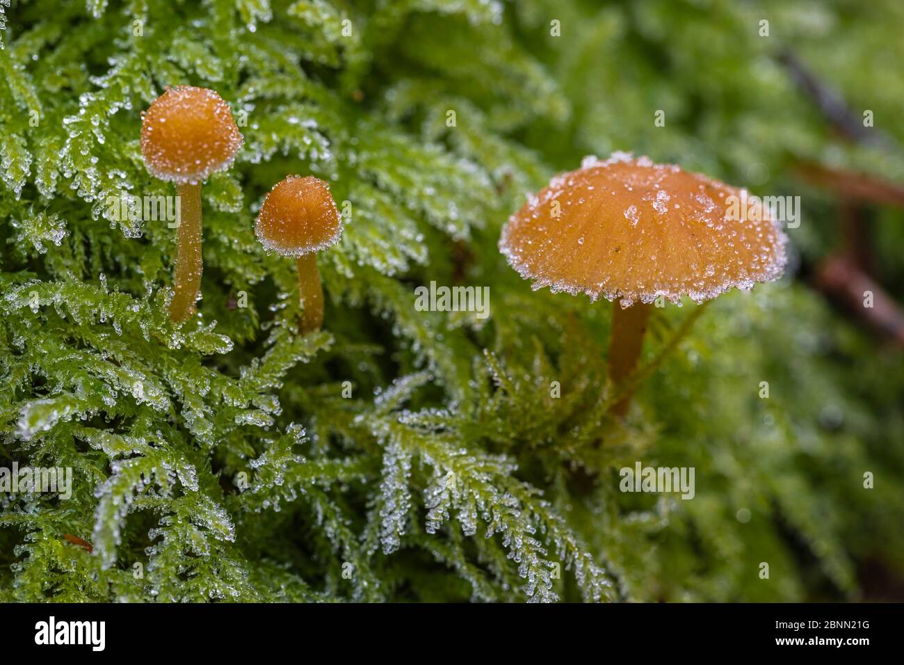 Helmet moss hi-res stock photography and images - Alamy