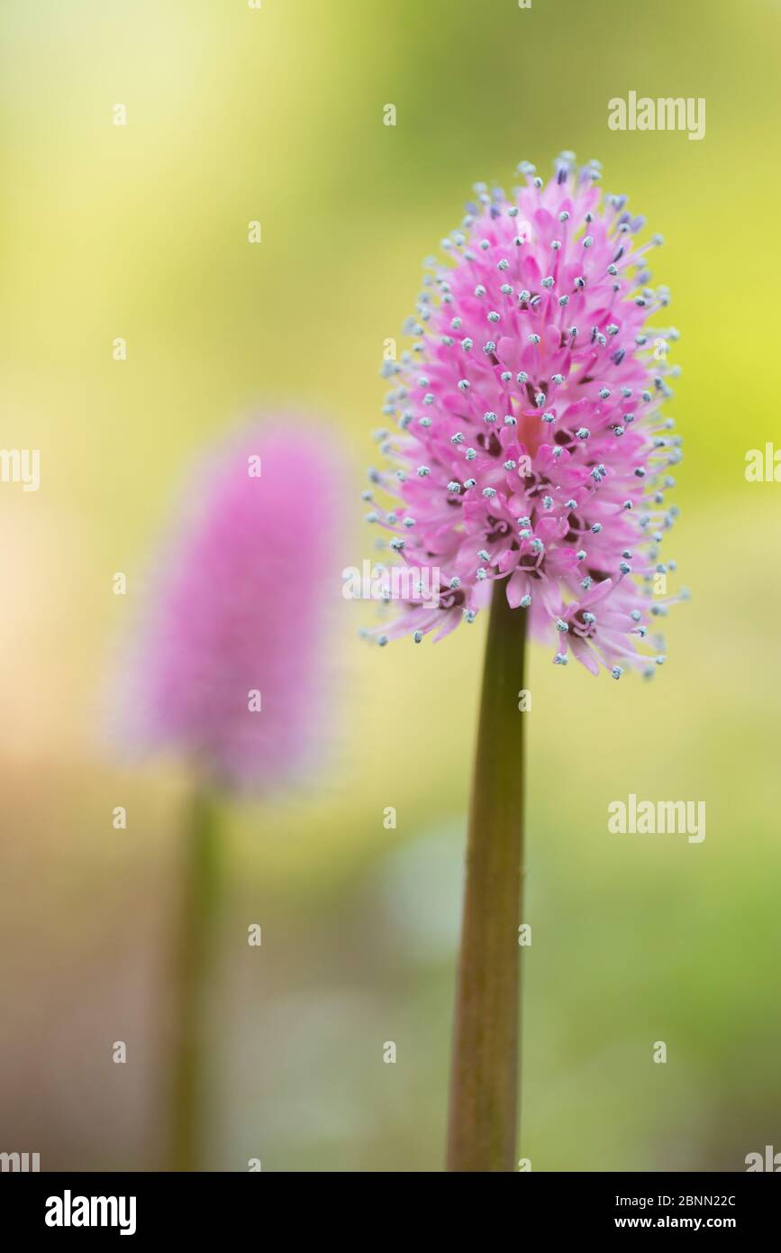 Swamp pink (Helonias bullata), occurs in Eastern USA. Utrecht ...