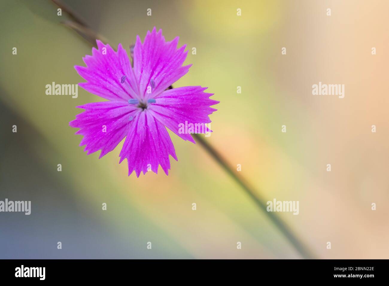 German pink (Dianthus carthusianorum) flower, TU Delft Botanical Garden ...