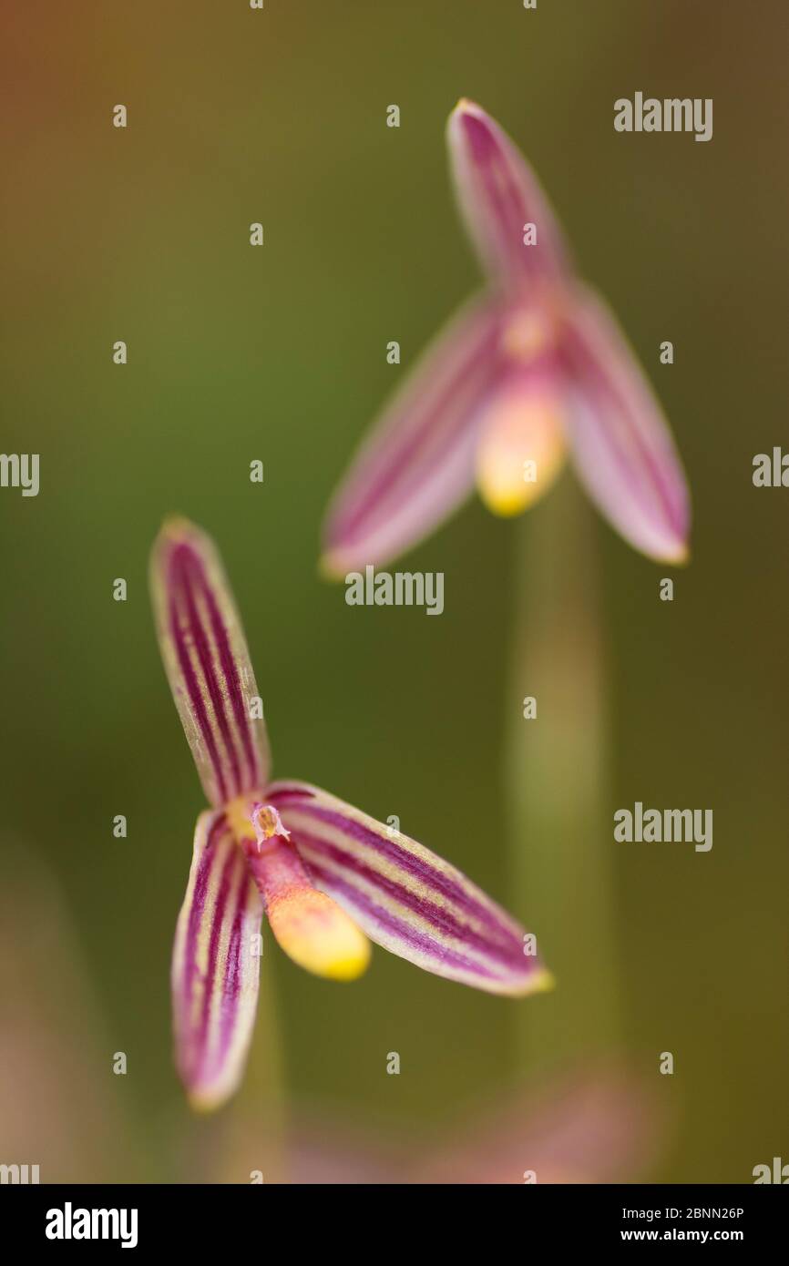Orchid (Bulbophyllum sp) Botanic Garden Leiden, Netherlands, July Stock ...