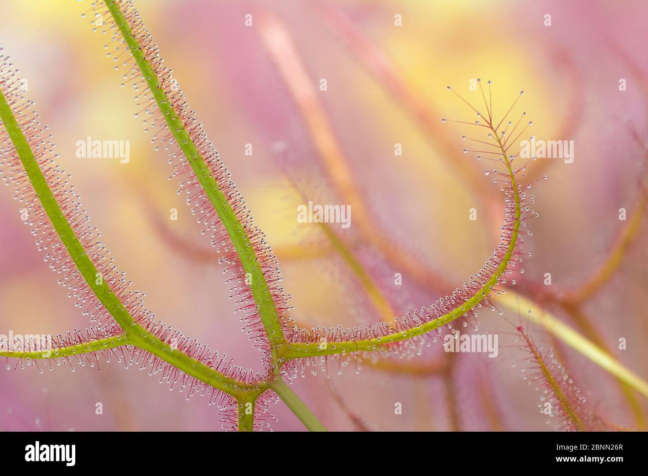 Close up of Sundew (Drosera binata extrema), occurs in Australia and ...