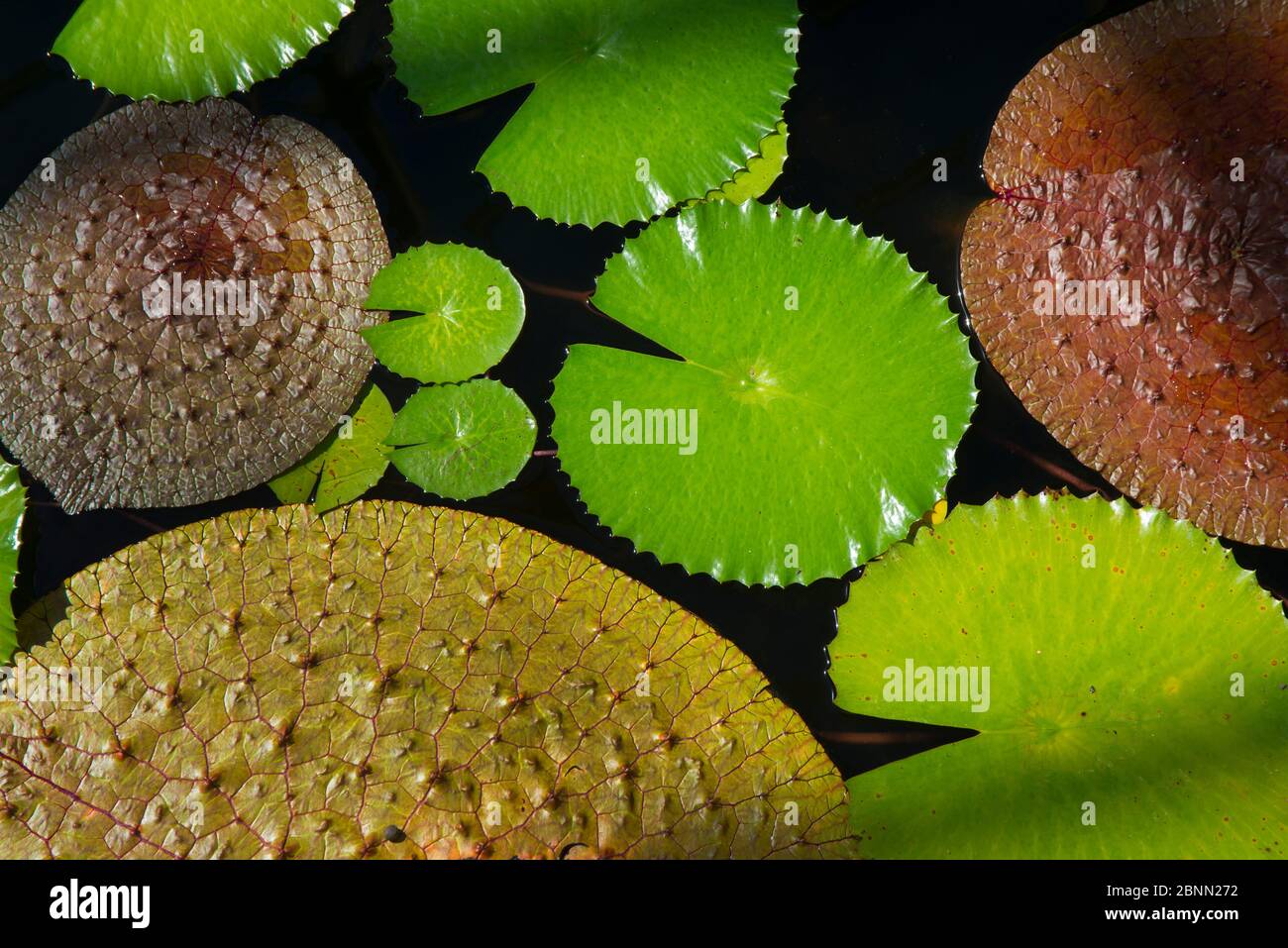 Variety of Lily pads of different size and colour, Botanic Garden Meise ...