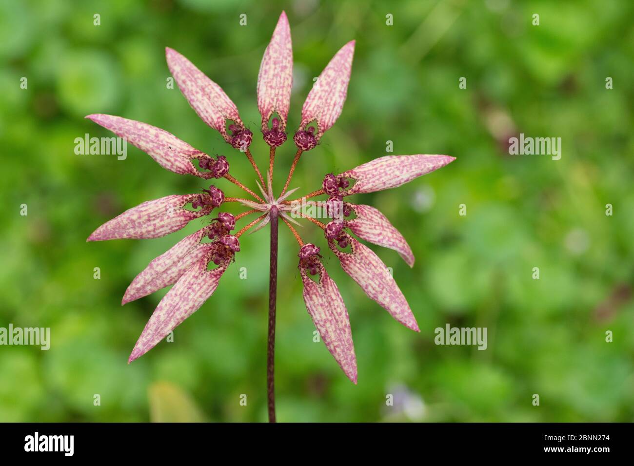 Bulbophyllum hi-res stock photography and images - Alamy