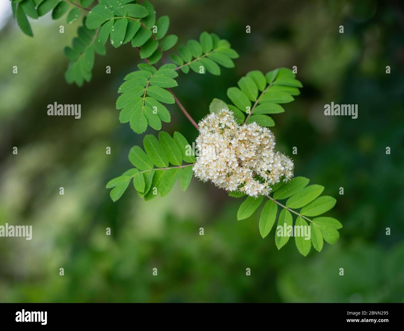 Fluffy white rowan flowers. Aka Sorbus, Mountain ash. UK. Closeup ...