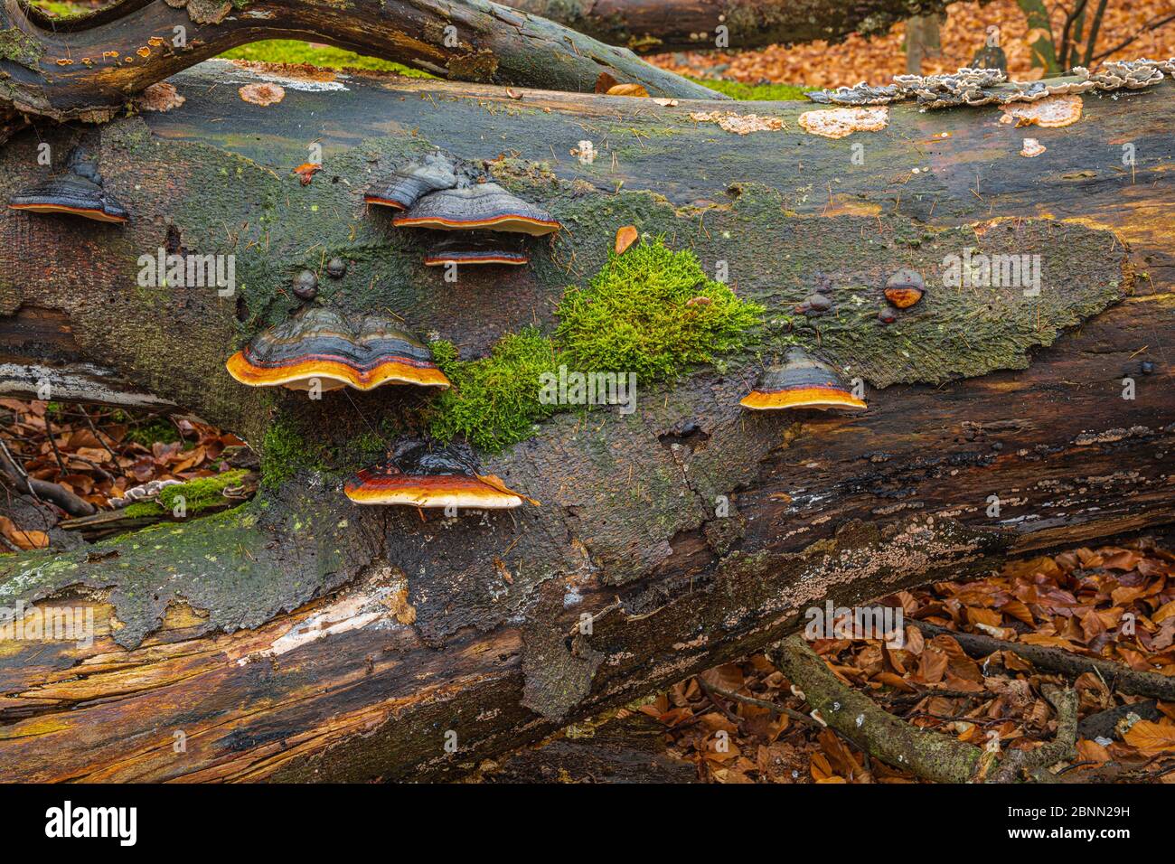 Tinder sponge (Fomes fomentarius Stock Photo - Alamy