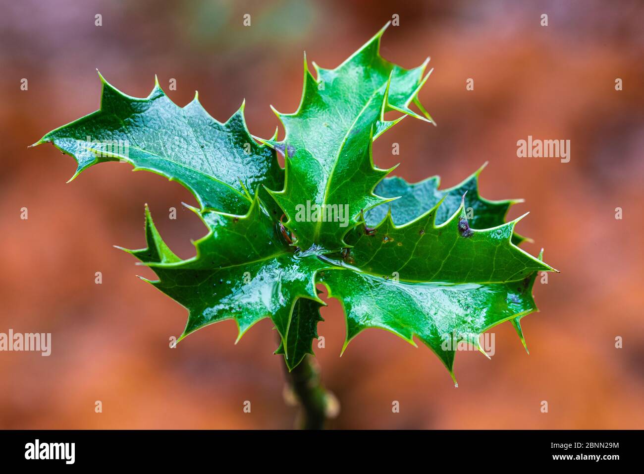 Holly christdorn ilex aquifolium hi-res stock photography and images ...