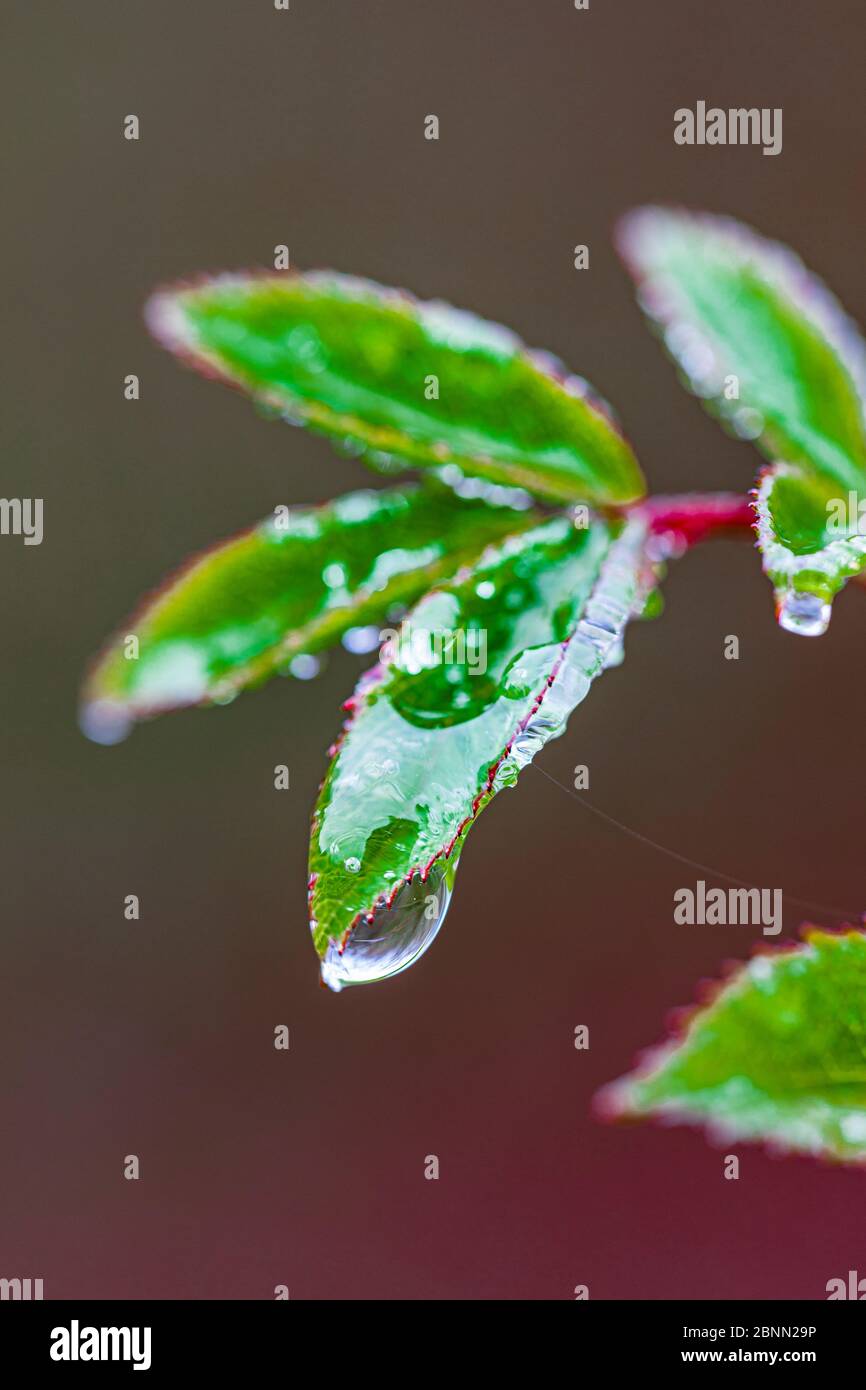 Rosehip shrub, detailed view, drops of water Stock Photo - Alamy