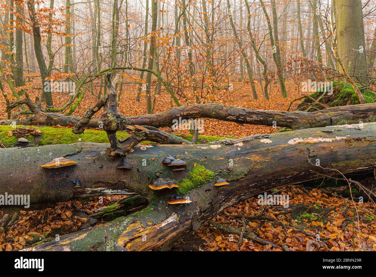 Tinder sponge (Fomes fomentarius Stock Photo - Alamy