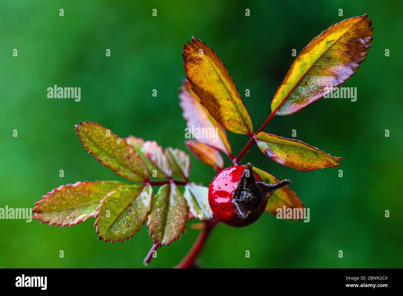 Rosehip shrub, detailed view, drops of water Stock Photo - Alamy