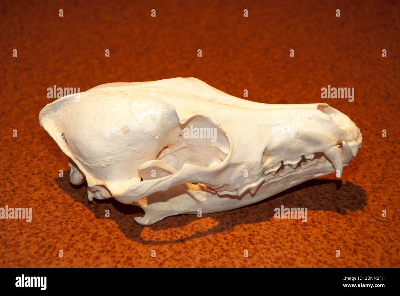 Skull detailed hi-res stock photography and images - Alamy