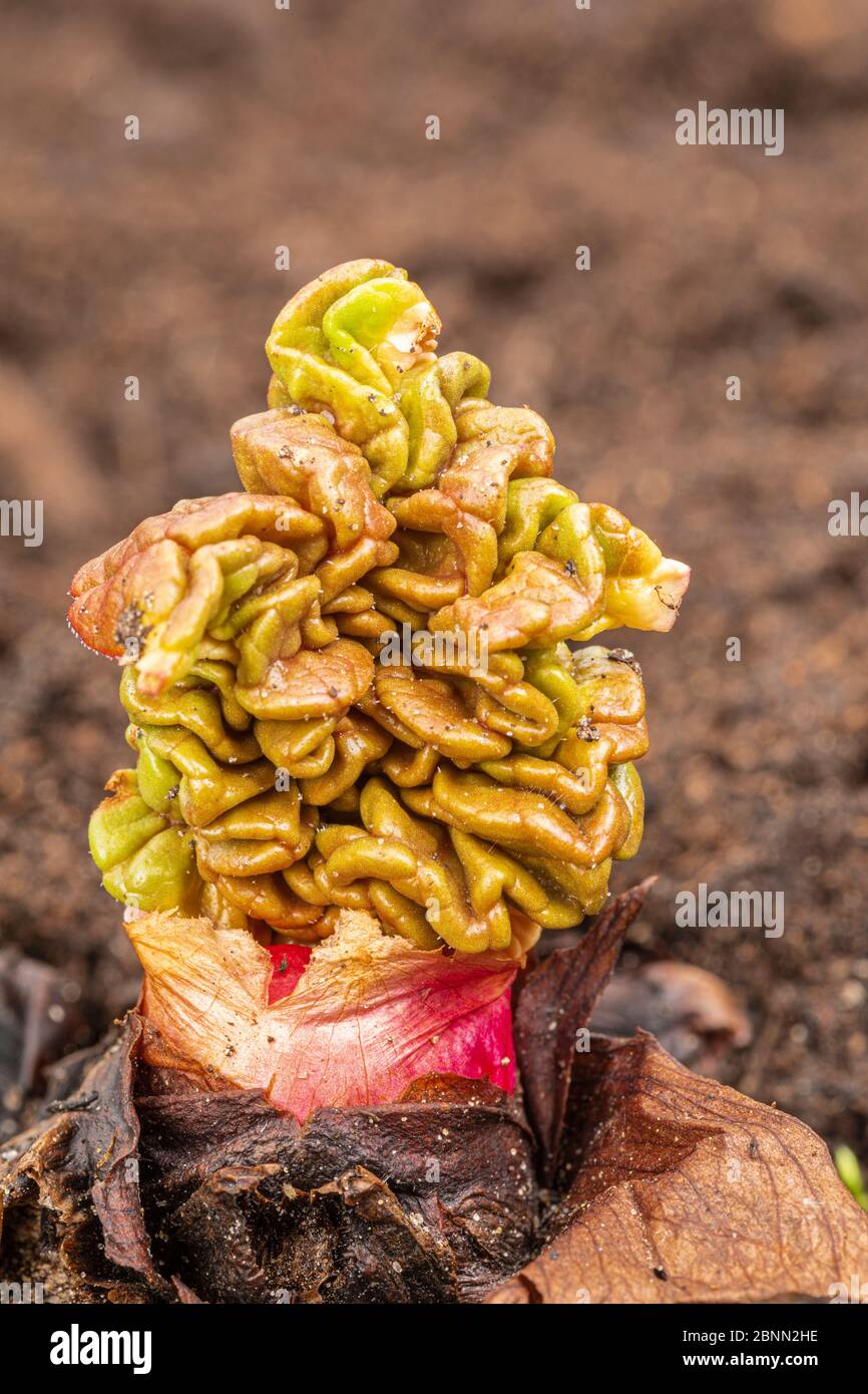 New rhubarb leaf emerging from a bud, young rhubarb shoots Stock Photo ...