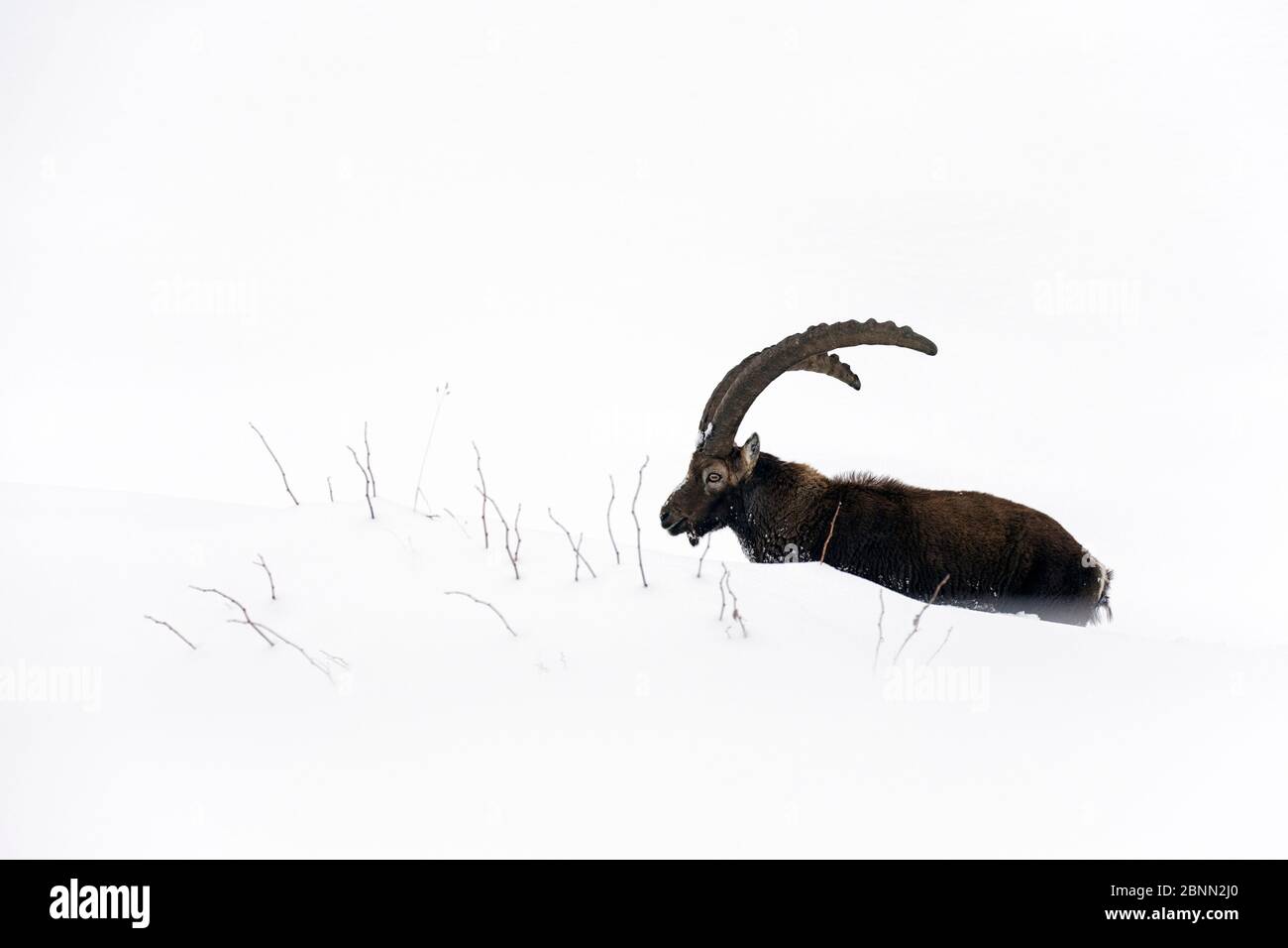 Alpine ibex (Capra ibex) male in deep snow, Gran Paradiso National Park ...