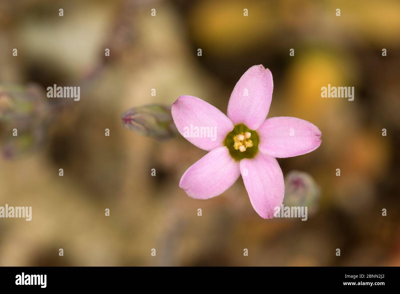(Tylecodon schaeferianus) flower, Namibia (in cultivation Stock Photo ...