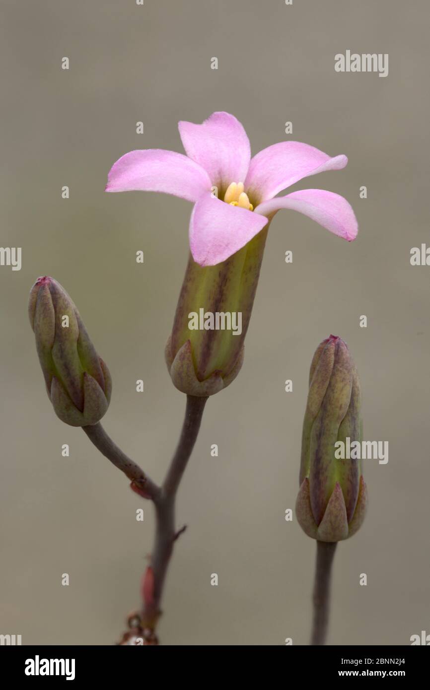 Namibian flower hi-res stock photography and images - Alamy