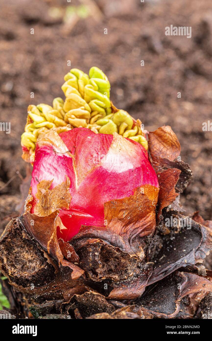 New rhubarb leaf emerging from a bud, young rhubarb shoots Stock Photo ...
