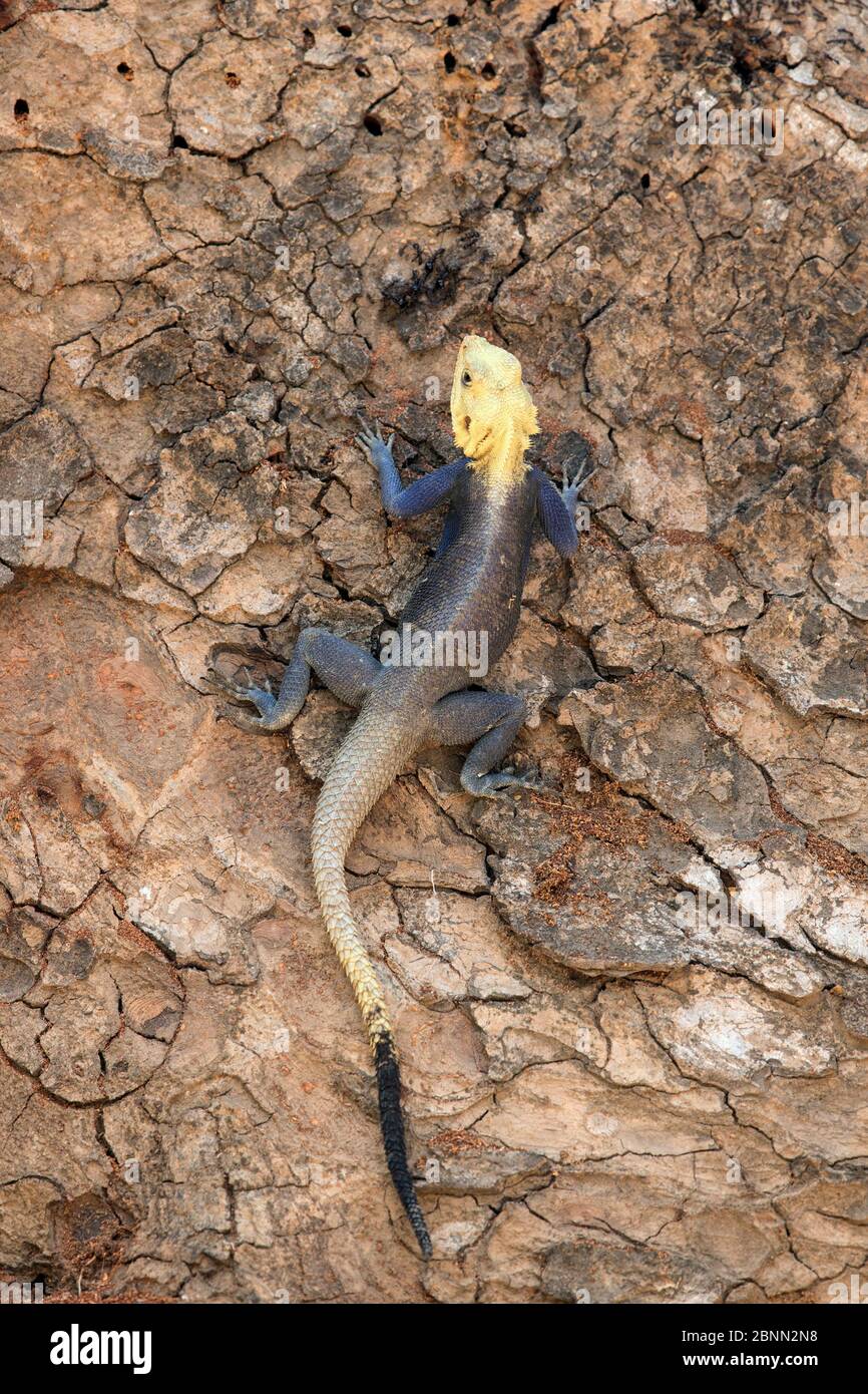 Agama lizard (Agama agama) male. Red Headed Rock agama (?), A rather ...