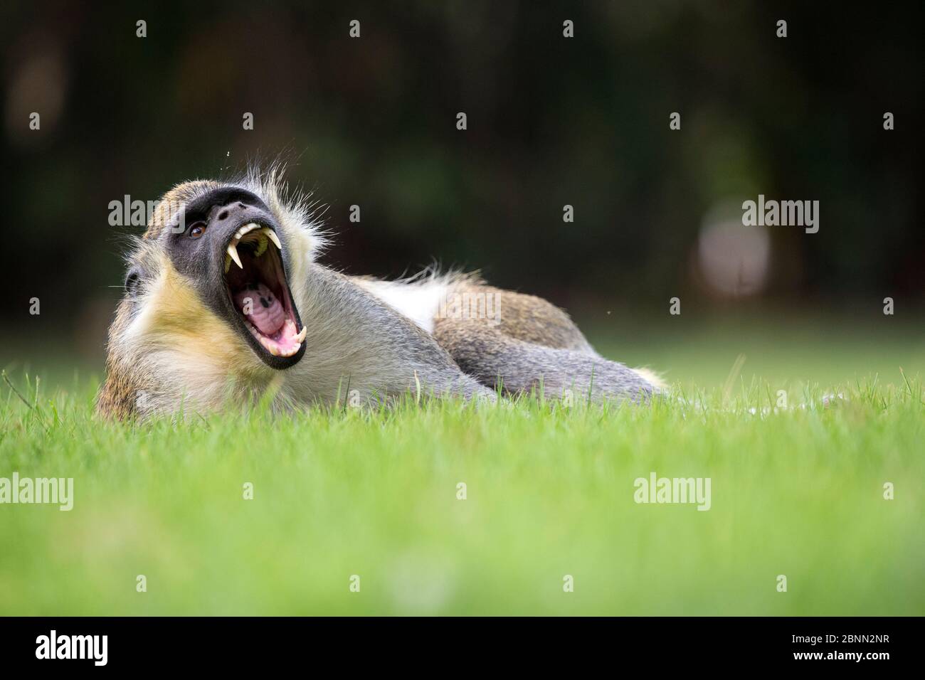 Green monkey (Chlorocebus sabaeus) yawning while lying in grass. Gambia ...