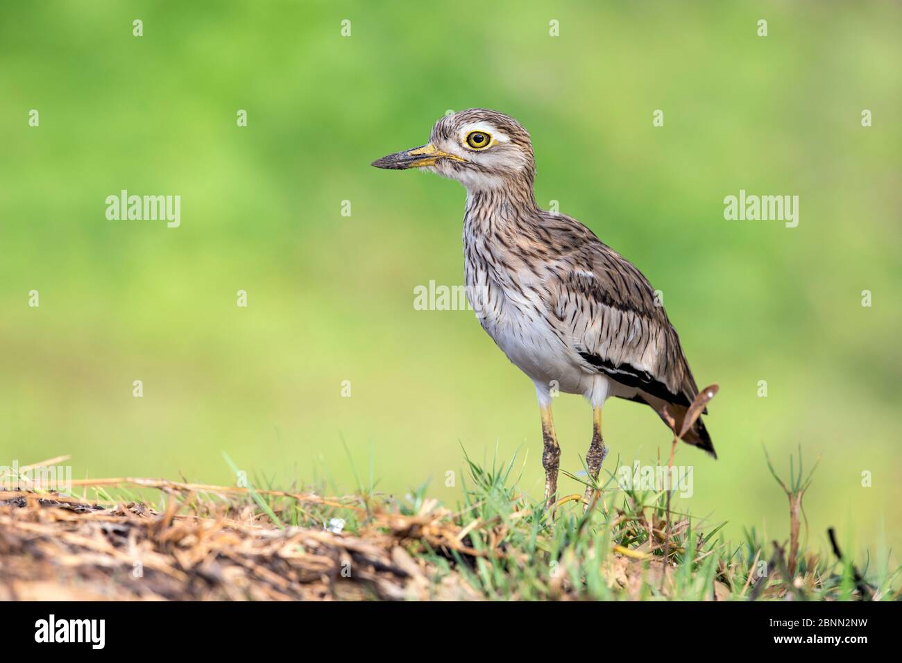 Senegal thick-knee (Burhinus senegalensis) Stone curlew, Gambia, Africa ...