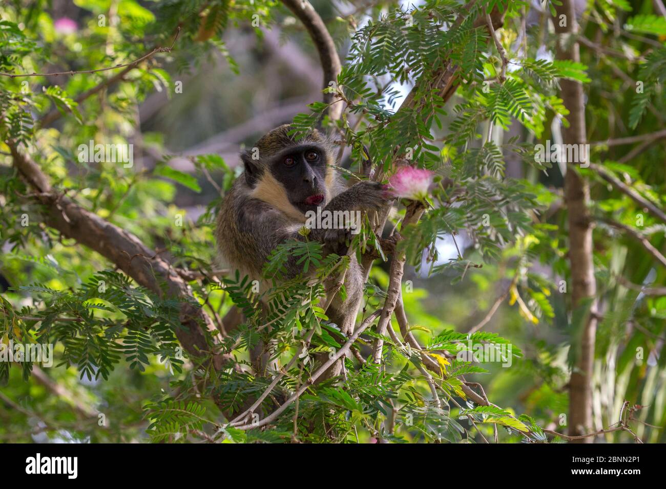 Monkey eating flowers hi-res stock photography and images - Alamy