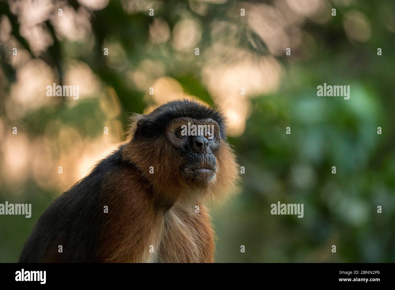 Western red colobus (Procolobus badius) portrait of an adult male ... Western red colobus (Procolobus badius) portrait of an adult male ...