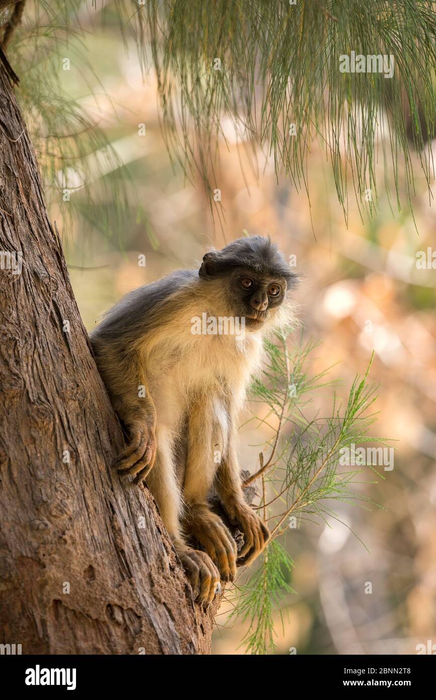Western red colobus (Procolobus badius) in a tree. Gambia, Africa, May ...