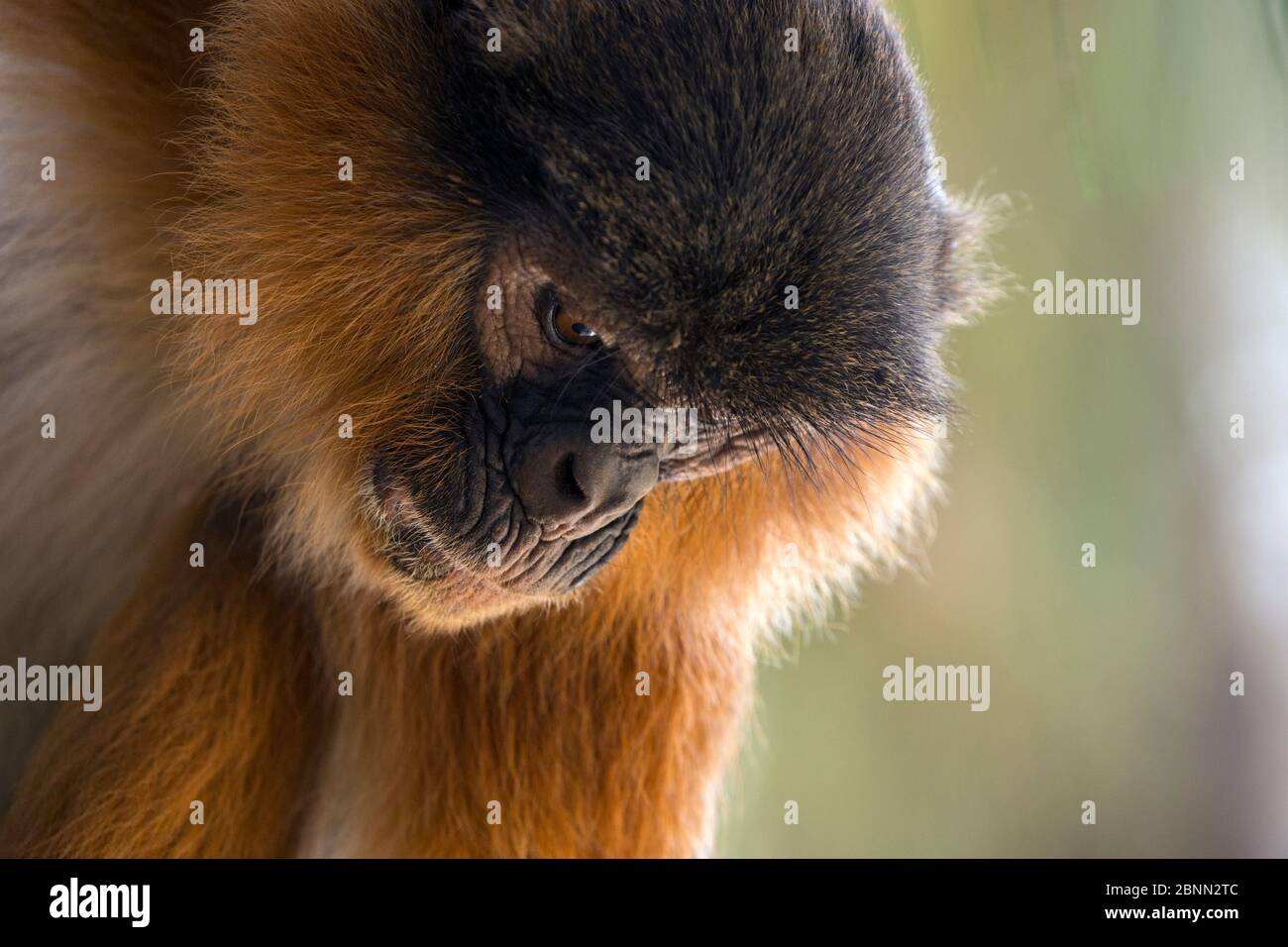 Western red colobus (Procolobus badius) portrait of an adult male ...