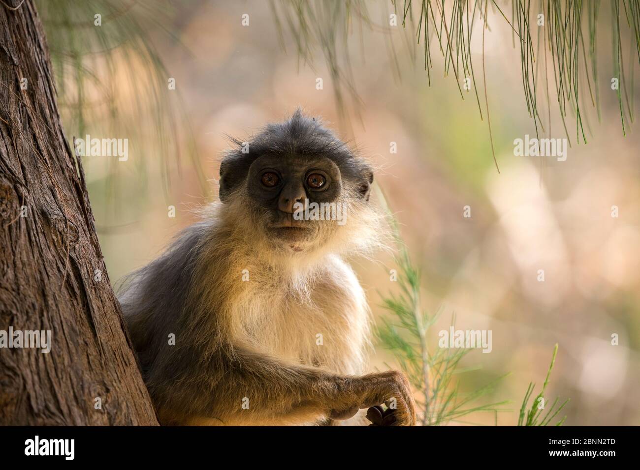 Western red colobus (Procolobus badius) portrait, Gambia, Africa, May ...