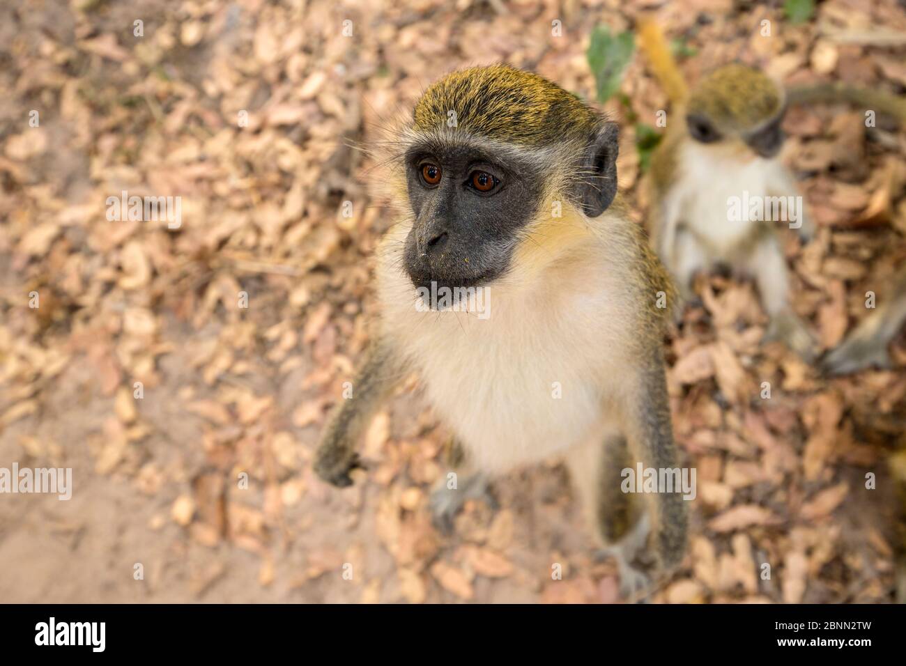 Green monkey (Chlorocebus sabaeus) begging for food, Bijilo Forest Park ...
