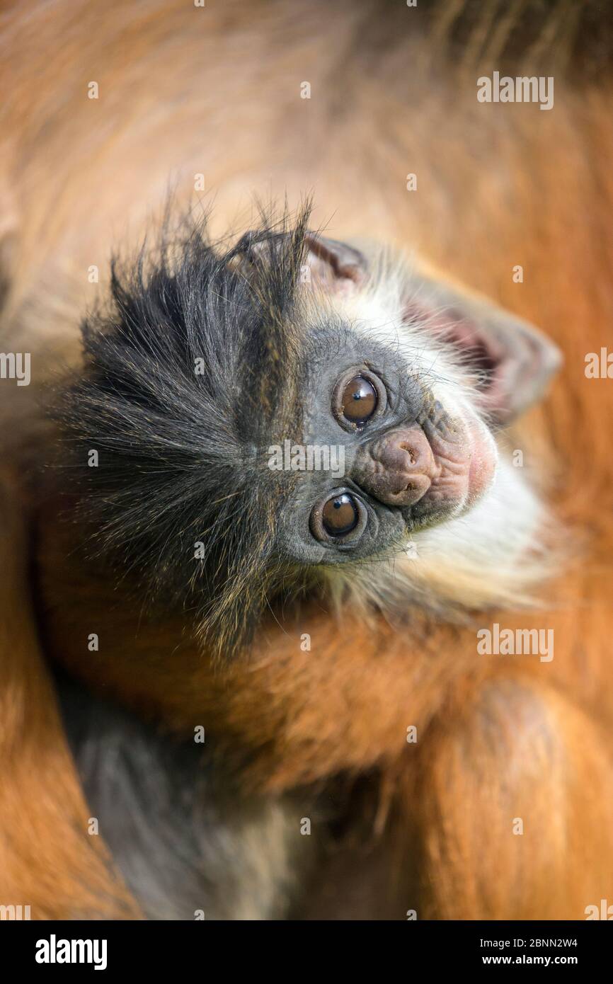 Western red colobus (Procolobus badius) recently born young, newborn ...