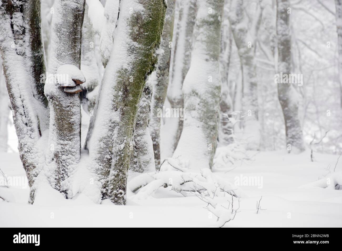 Pollarded European / Common beech tree (Fagus sylvatica) trees covered ...