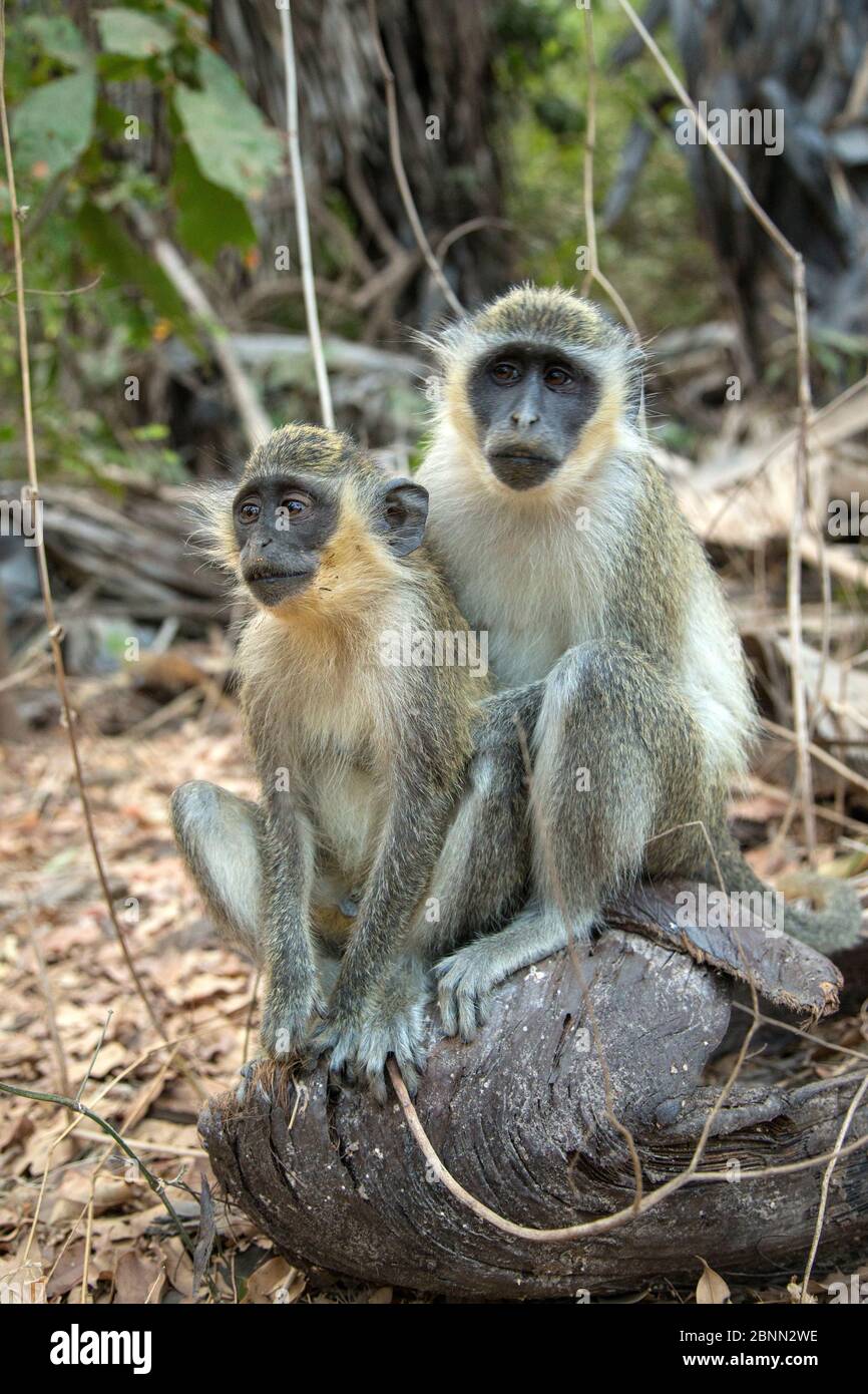 Green monkey (Chlorocebus sabaeus) mother and juvenile, Bijilo Forest ...