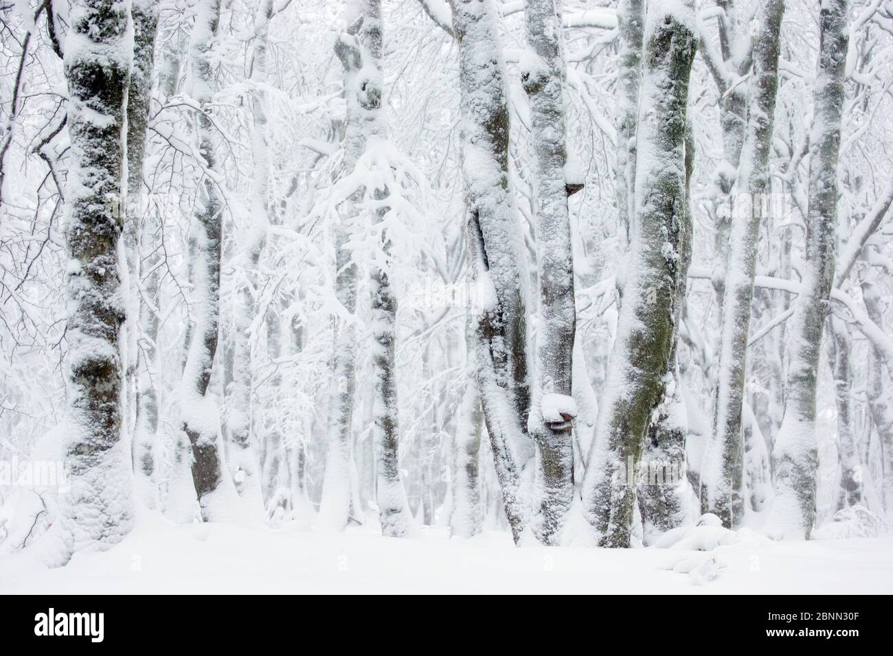 Pollarded beech tree hi-res stock photography and images - Alamy