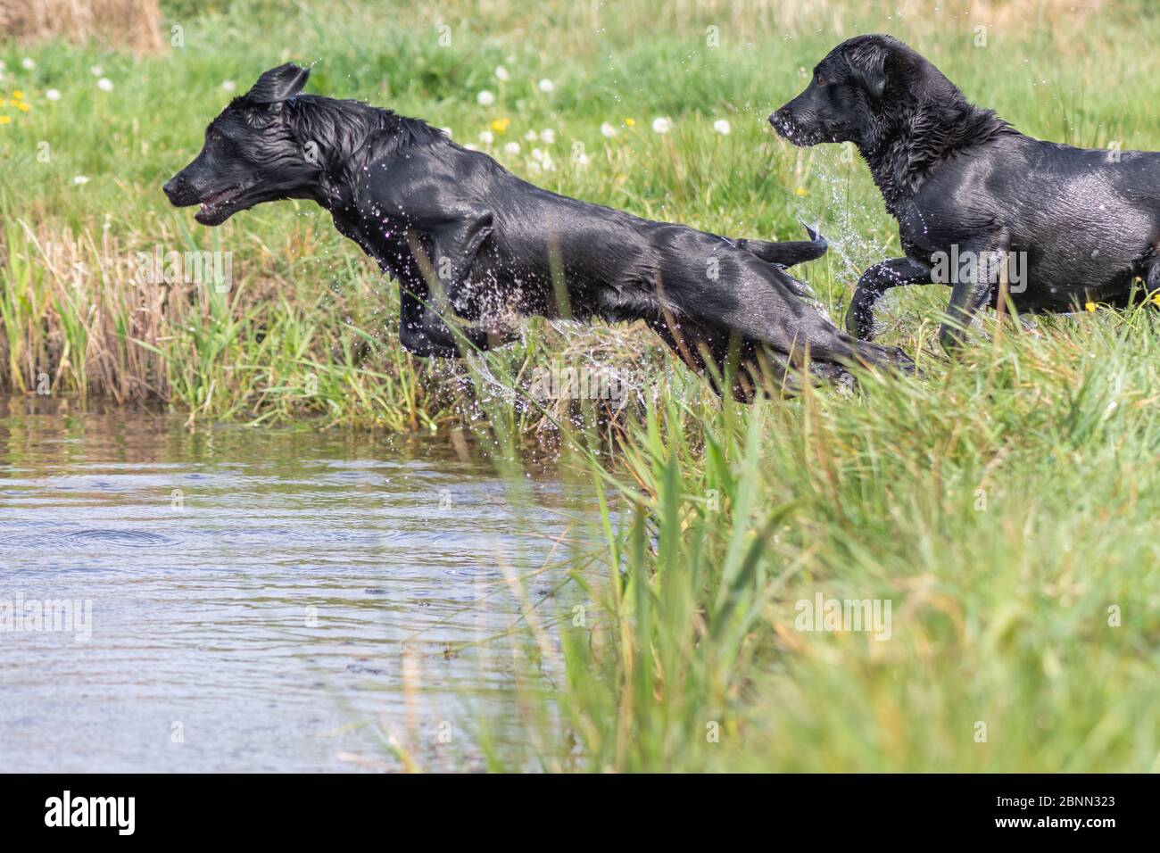 Action shot of a wet black Labrador jumping into the water Stock Photo ...