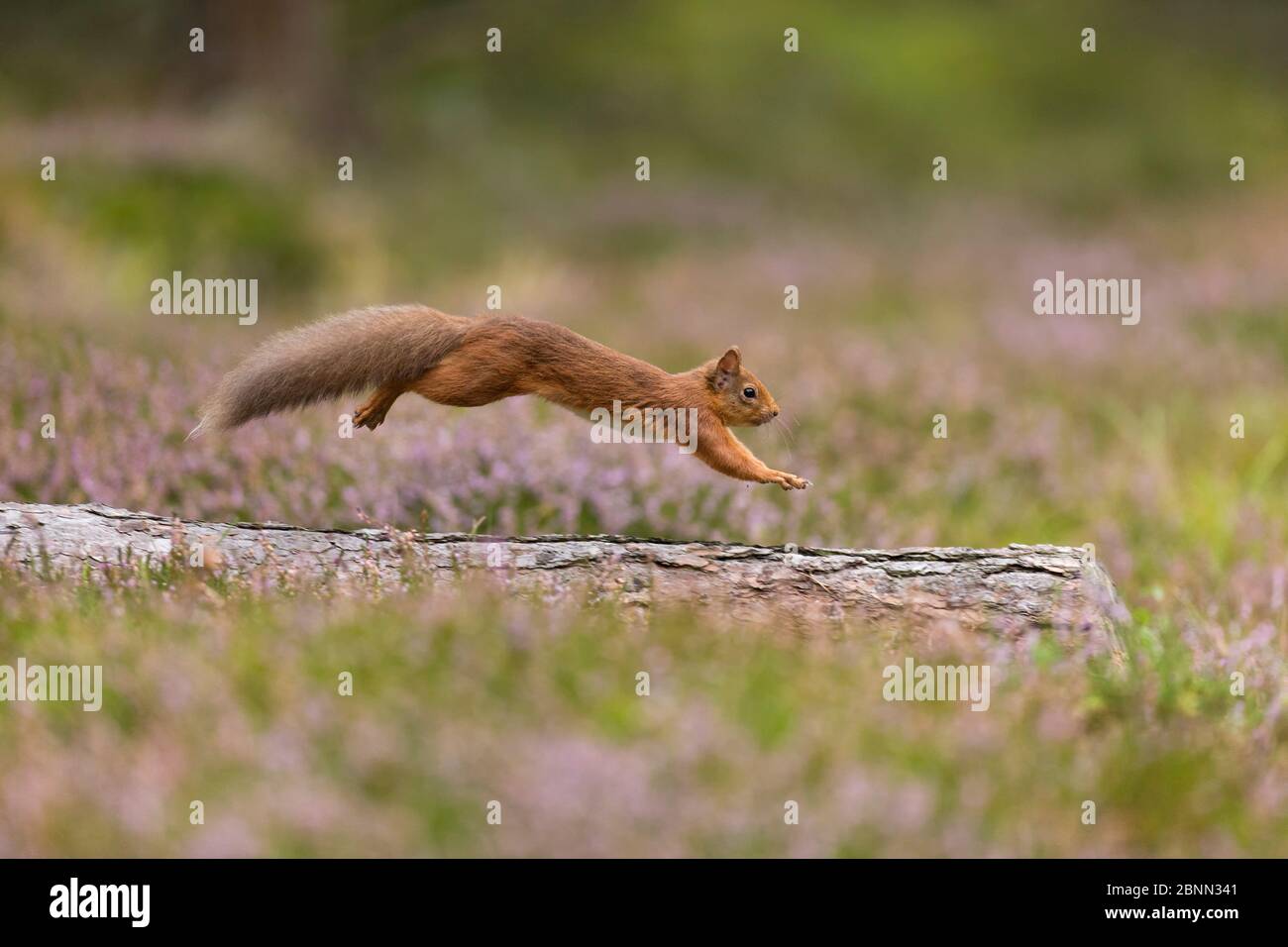 Red Squirrel (Sciurus vulgaris) in summer coat running across fallen ...