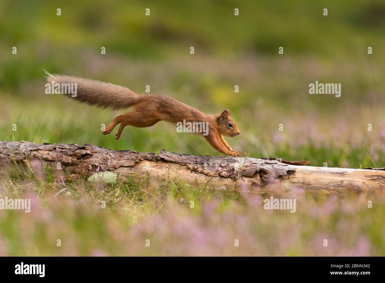 Red Squirrel (Sciurus vulgaris) in summer coat running across fallen ...