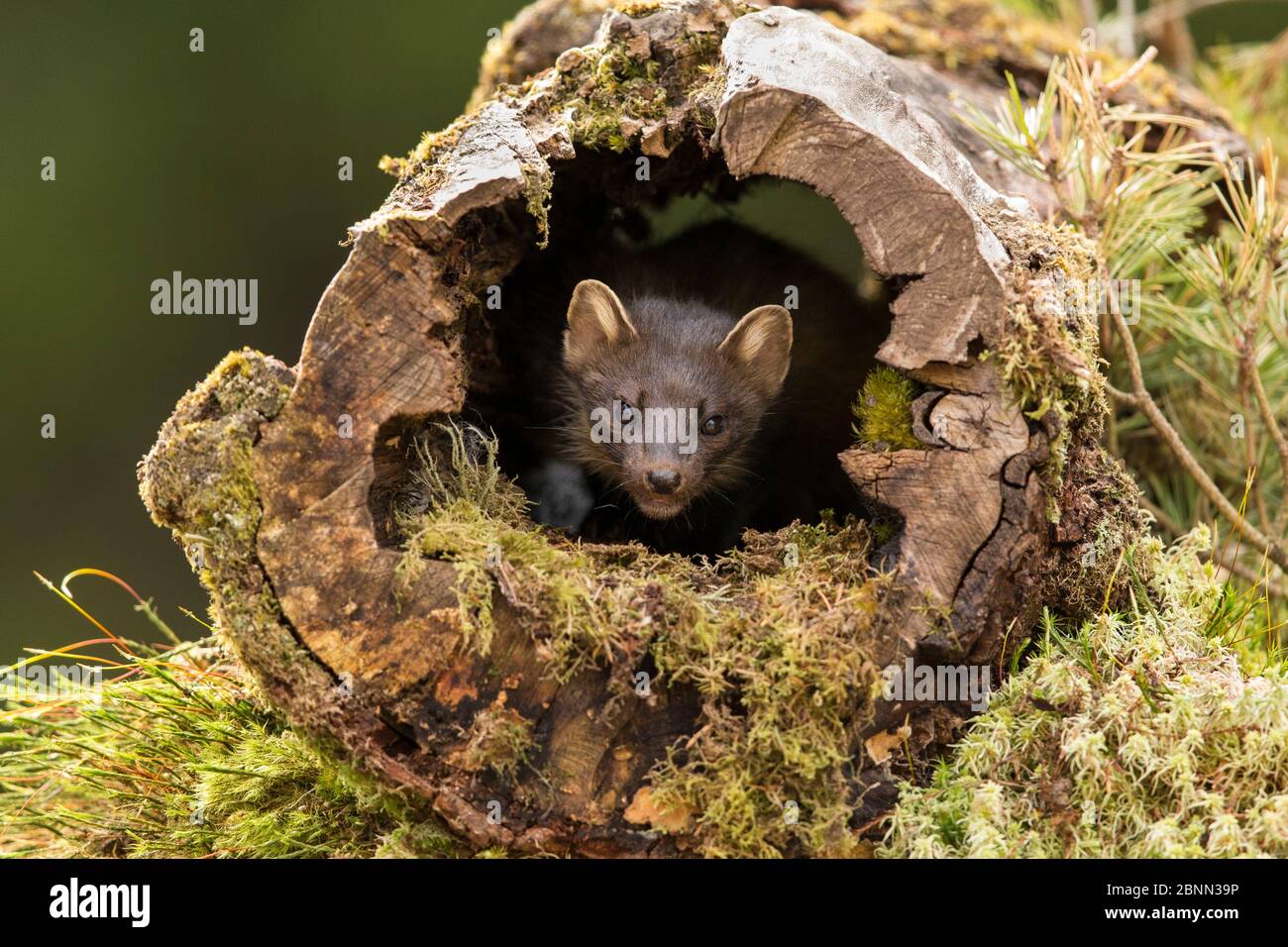 Hollow logs hi-res stock photography and images - Alamy