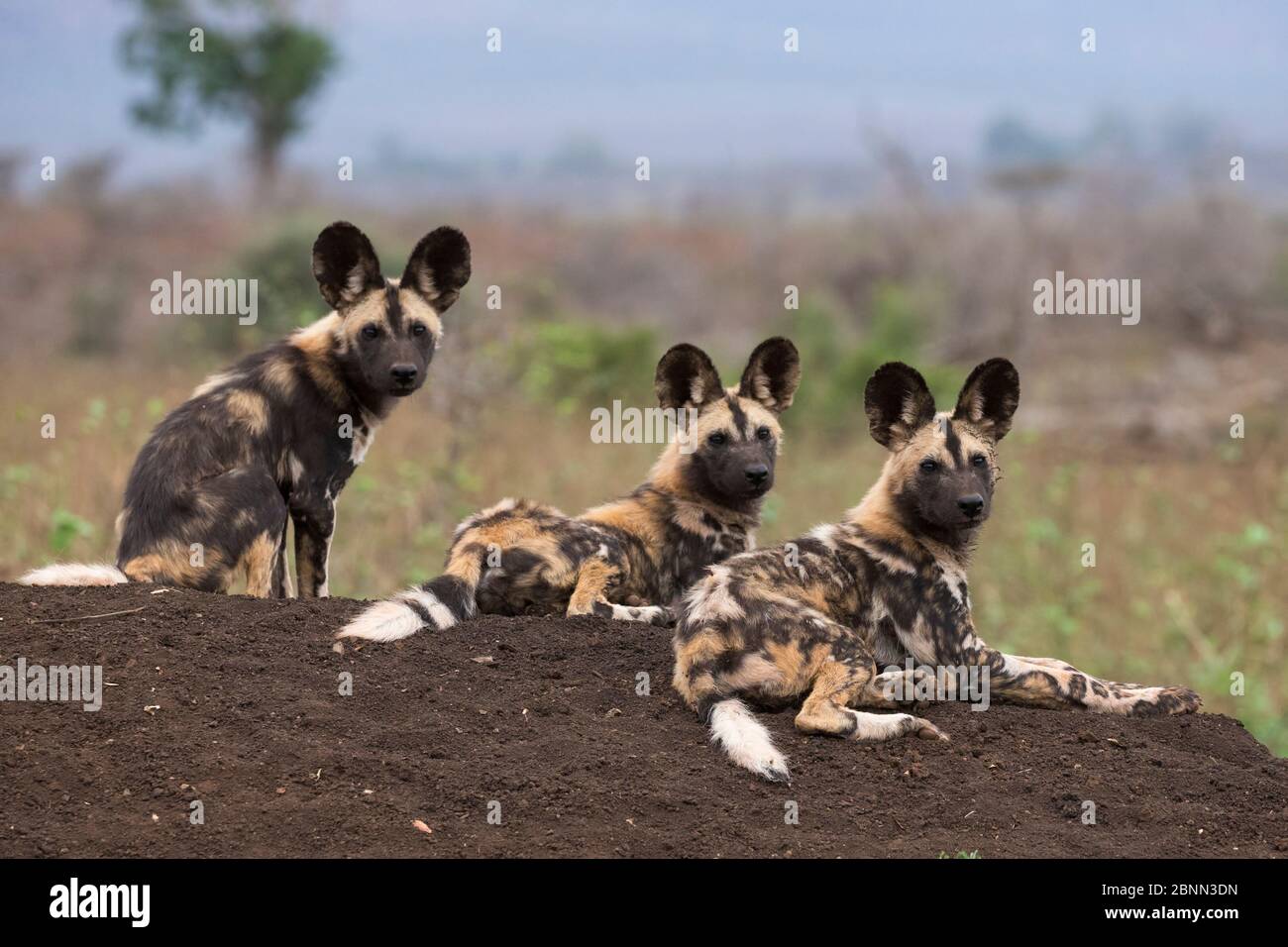 African wild dog (Lycaon pictus) pups from pack at three to four months ...