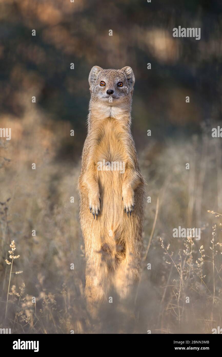 Yellow mongoose (Cynictis penicillata), Kgalagadi transfrontier park ...