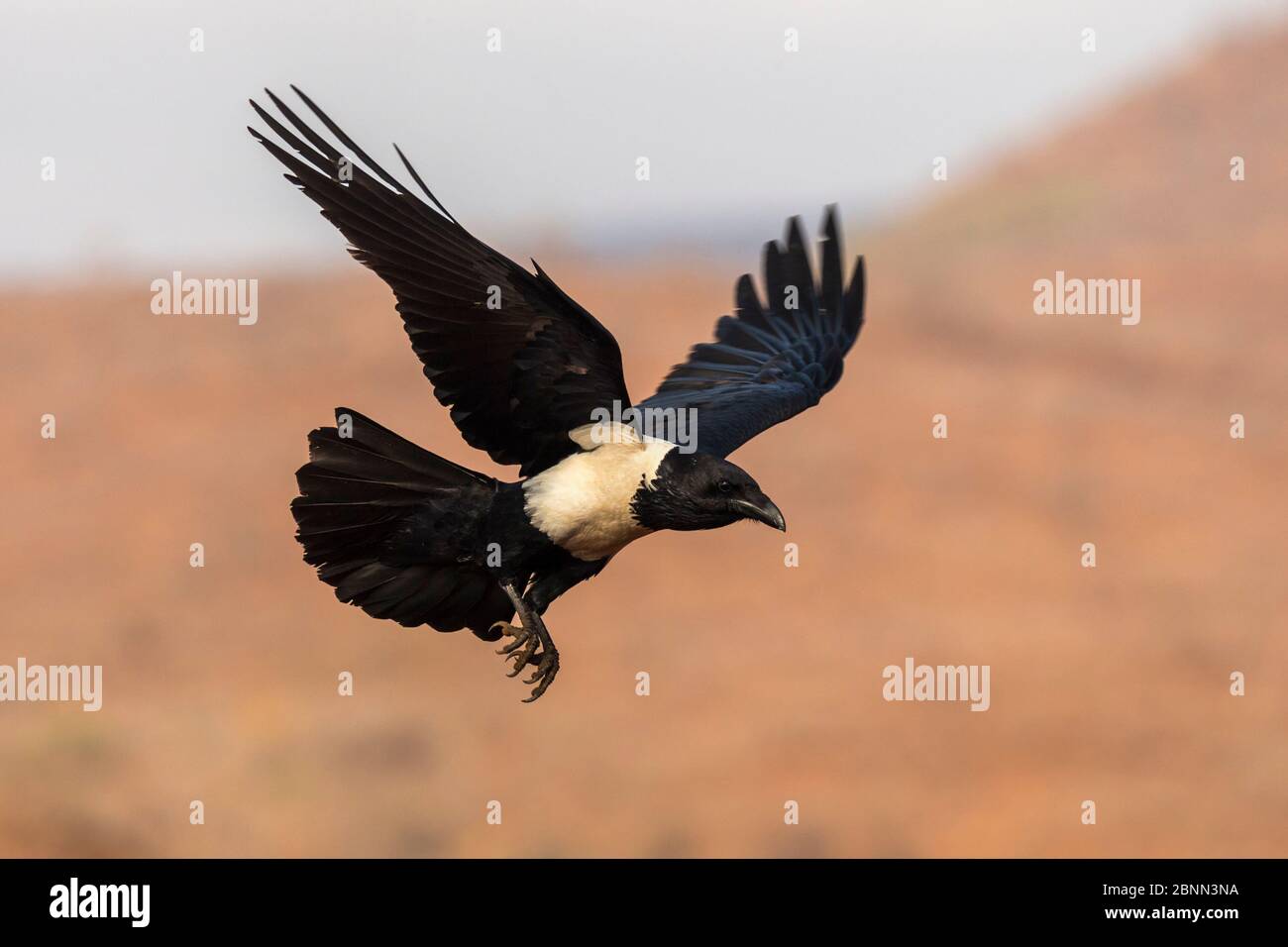 Pied crow (Corvus albus), Zimanga private game reserve, KwaZulu-Natal ...