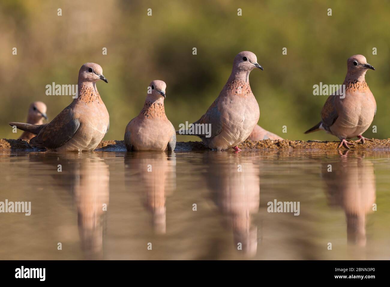 Laughing doves (Streptopelia senegalensis) at water. Zimanga private ...