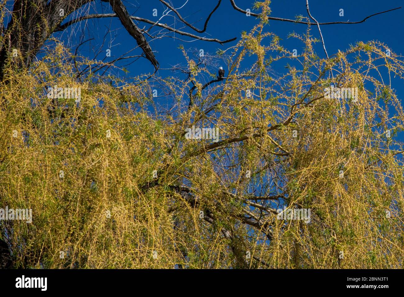 Detroit michigan bald eagle hi-res stock photography and images - Alamy