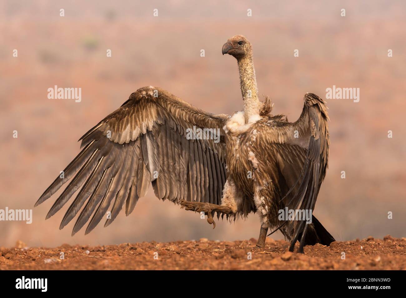 White backed vulture wings open hi-res stock photography and images - Alamy