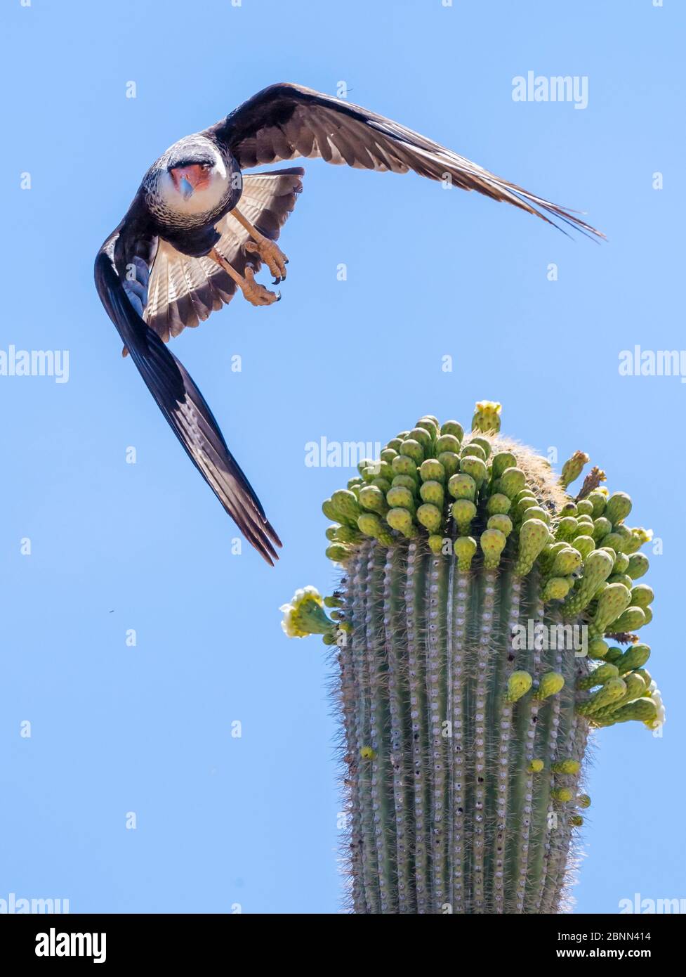 Northern caracara (Northern caracara cheriway) taking off from Saguaro ...