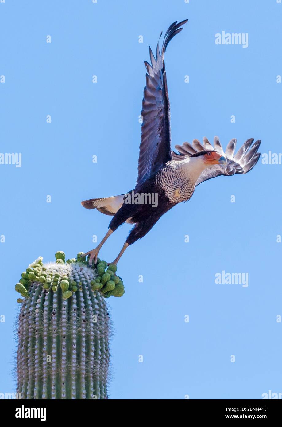Northern caracara (Northern caracara cheriway) taking off from Saguaro ...