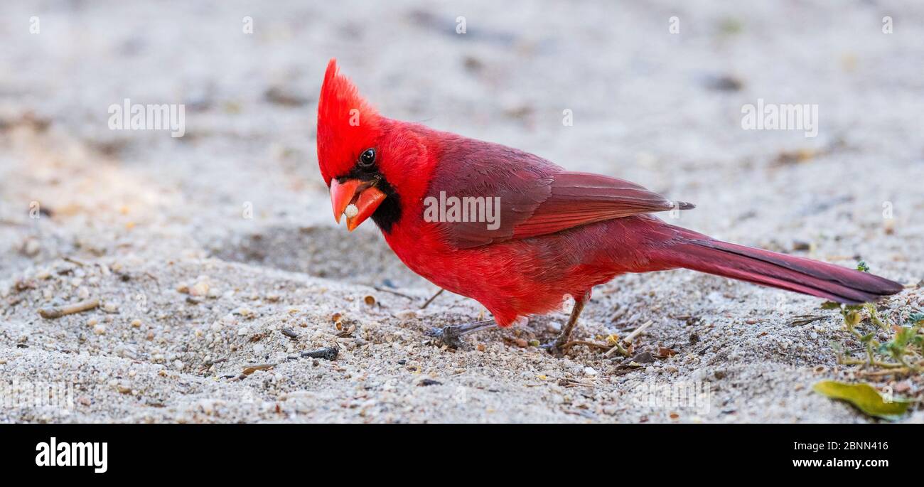 Northern cardinal (Cardinalis cardinalis) male on the ground, Catalina ...